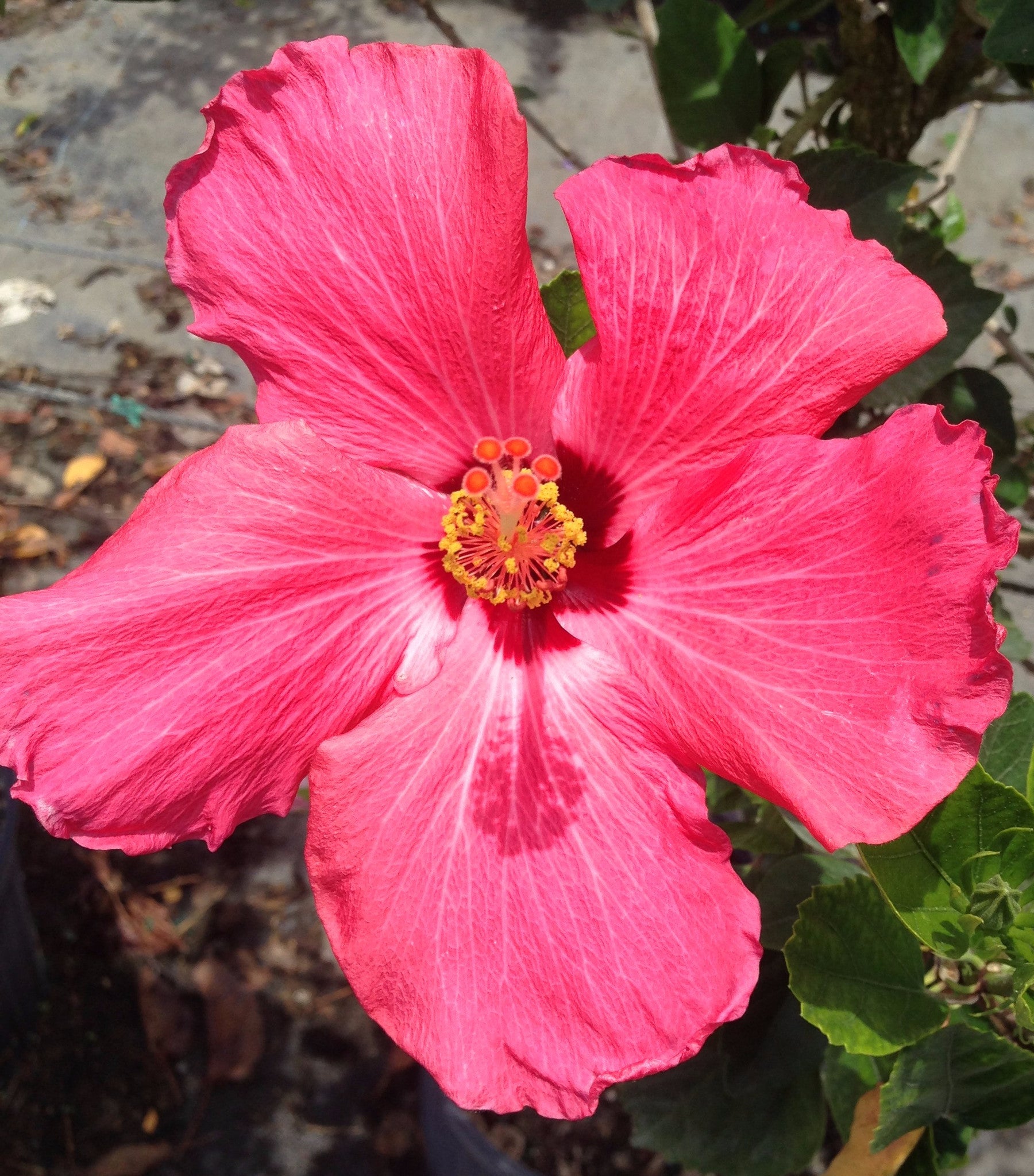 Hibiscus rosa-sinensis 'Painted Lady' – Starter Plant