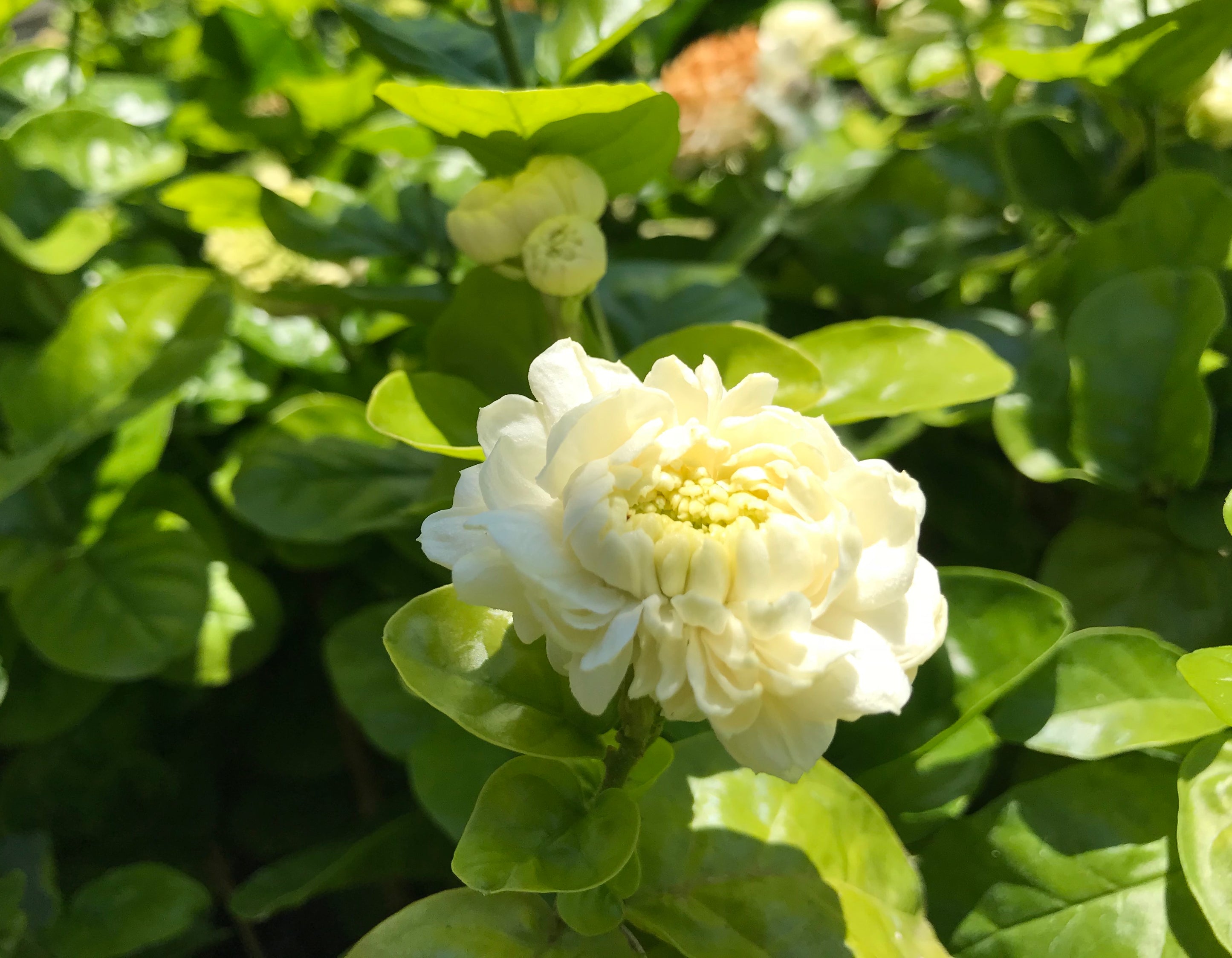 Grand Duke of Tuscany ~ Jasminum Sambac Jasmine – Starter Plant